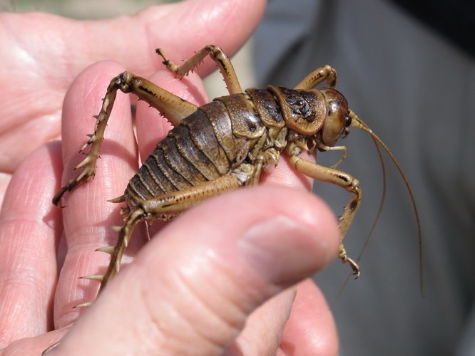 Maud Island Public Trips - Marlborough Sounds - Eventfinda
