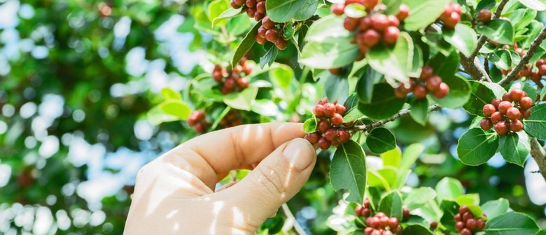 Foraging For Food in New Zealand - Christchurch - Eventfinda