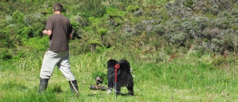 Kiwi Aversion Training for Dogs - Tauranga - Eventfinda