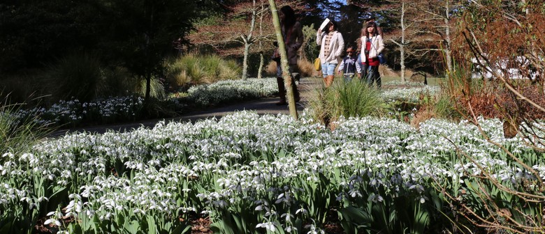 Snow Drop Day - Dunedin - Eventfinda