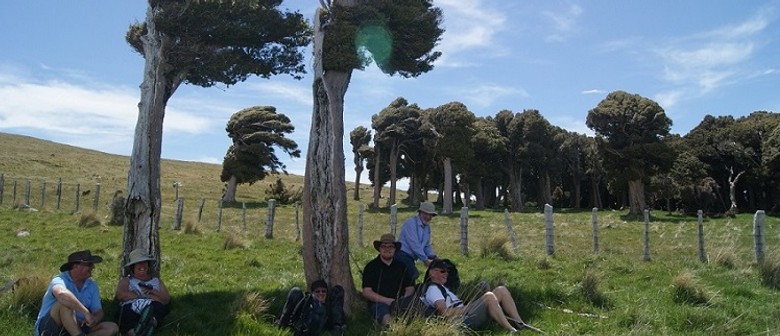 13 Tōtara Transforming Landscapes encircling Rod Donald Hut ...