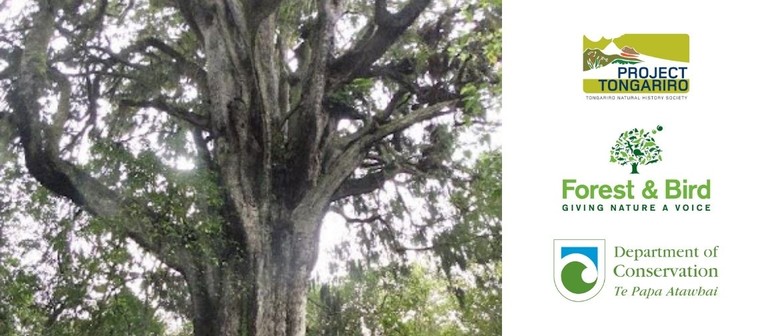 Opepe Bush Walk - Taupō - Eventfinda