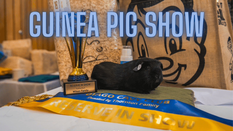 Guinea Pig Show - Dunedin - Eventfinda