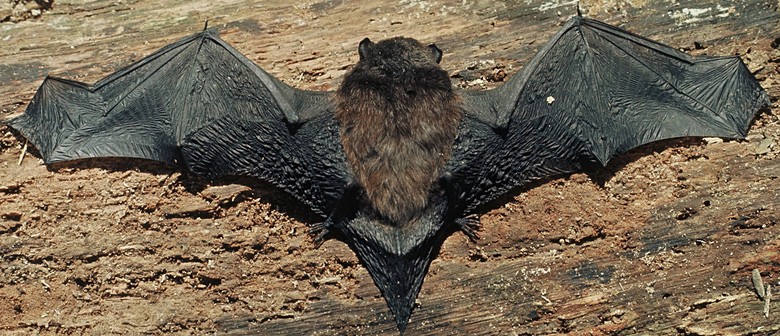 Bat Tour - Hamilton - Eventfinda