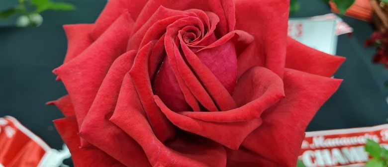 75th Anniversary Rose Show - Palmerston North - Eventfinda