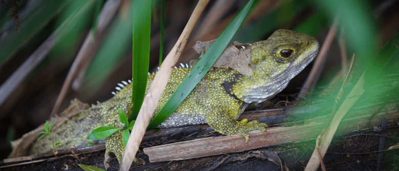 Waikato Events - What's On Waikato - Eventfinda