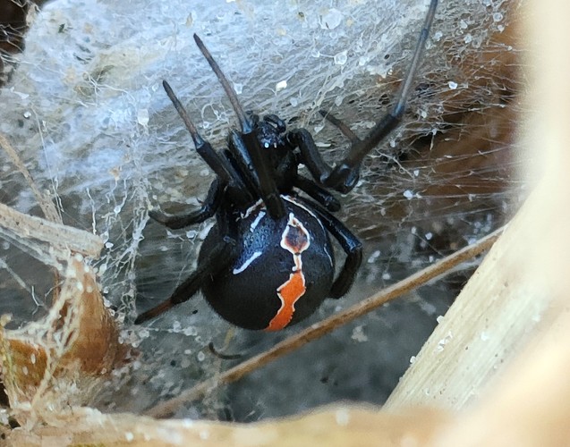 A Closer Look at New Zealand's Spiders - Dunedin - Eventfinda