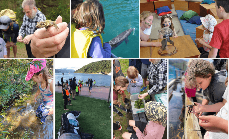 Conservation Kids NZ - Pekapeka / Long-tailed bat Evening! - Rai Valley ...