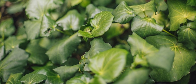 Native Plant Propagation - Auckland - Eventfinda