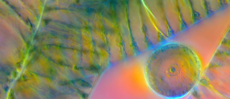 Elizabeth Thomson: The Pool of Mnemosyne - Wellington - Eventfinda