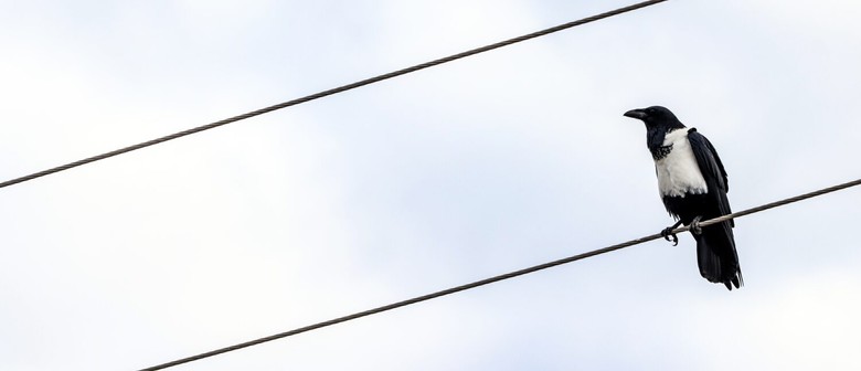 Masterclass: Catherine Chidgey: Unusual Narrators - Christchurch ...