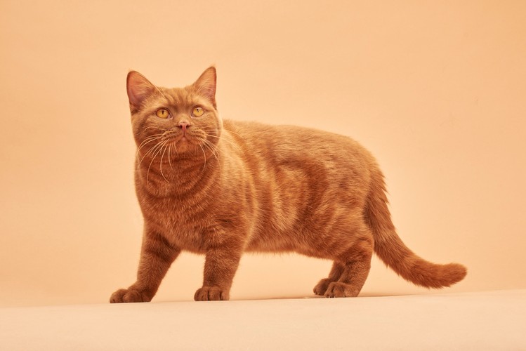 National Cat Show - Palmerston North - Eventfinda