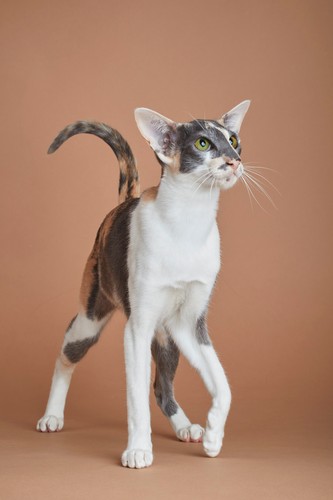 National Cat Show - Palmerston North - Eventfinda