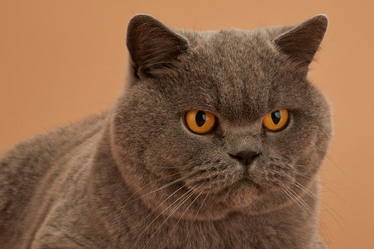 National Cat Show - Palmerston North - Eventfinda