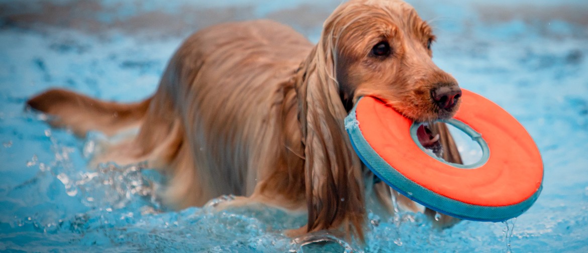 Pooch Pool Party 2025 - Christchurch District - Eventfinda
