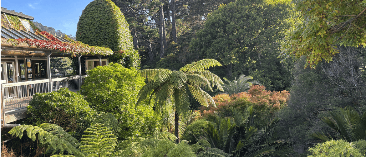 Autumn Colour, Flowers, Leaves, and Bark Tour - Wellington - Eventfinda