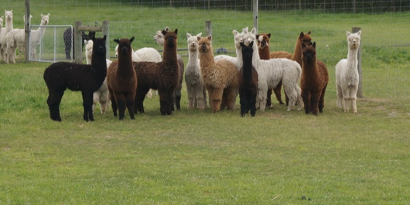 Alpaca Open Weekend - Christchurch - Eventfinda