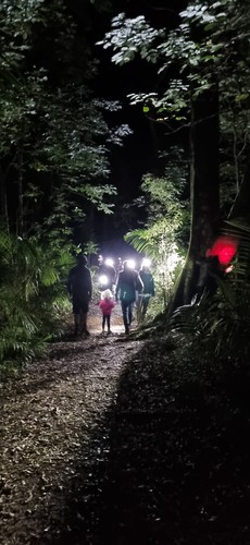 Night Walk in Gray's Bush Scenic Reserve - Gisborne - Eventfinda