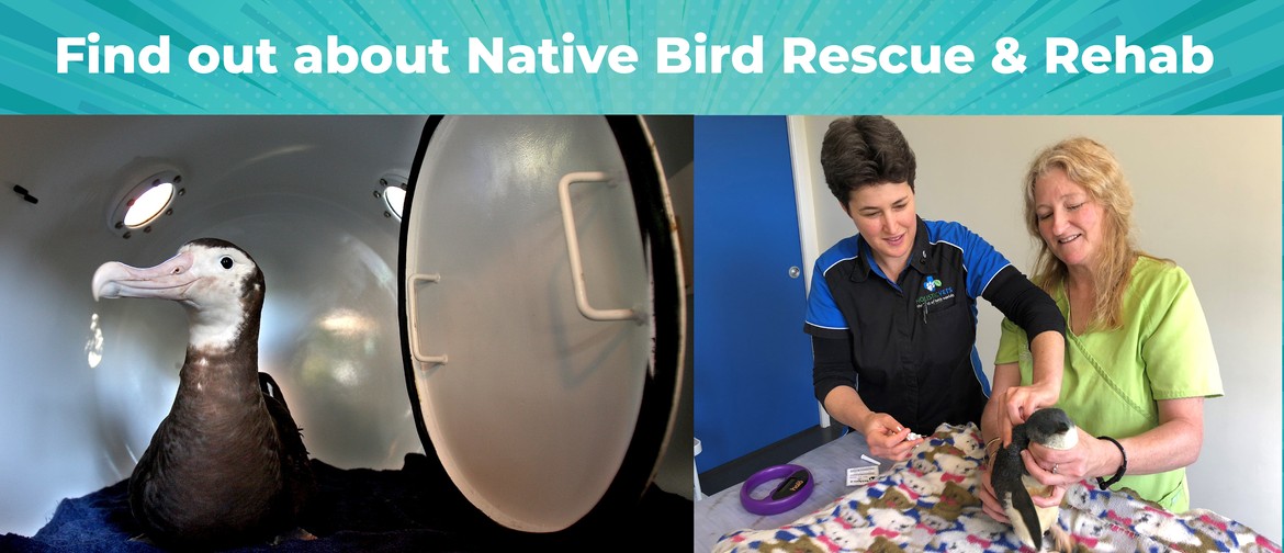 Native Bird Rescue & Rehabilitation Talks - Mt Maunganui - Eventfinda