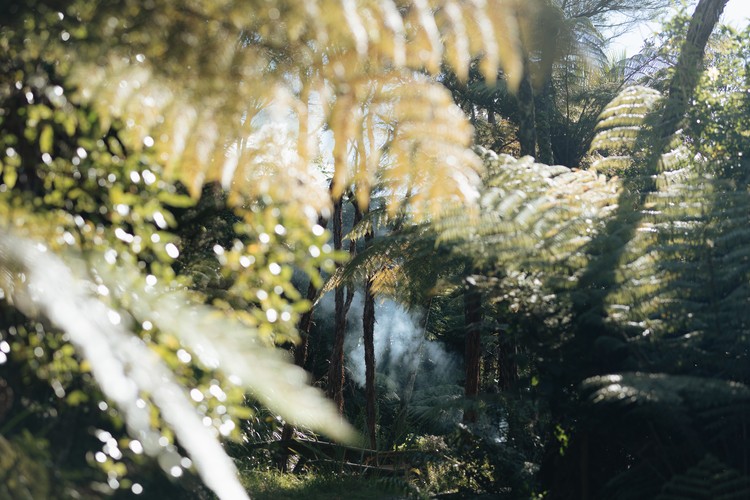 Art of Foraging - Auckland - Eventfinda