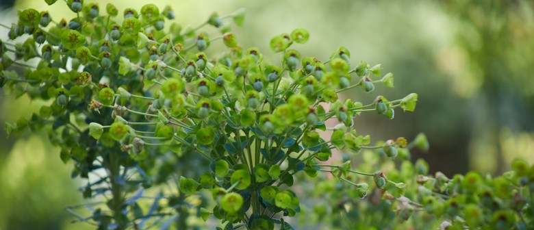 Pharmaceutical Botany - Guided Walk - Wellington - Eventfinda