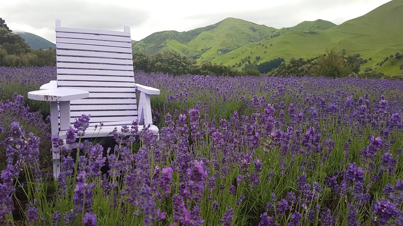 Lavender Magic Flower Farm - Pick your own Lavender - Carterton ...